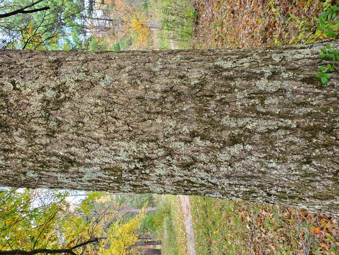 Pin Oak | CMP Tree Selection Tool